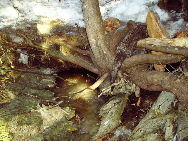 To catch an otter... - Trapperman Forums